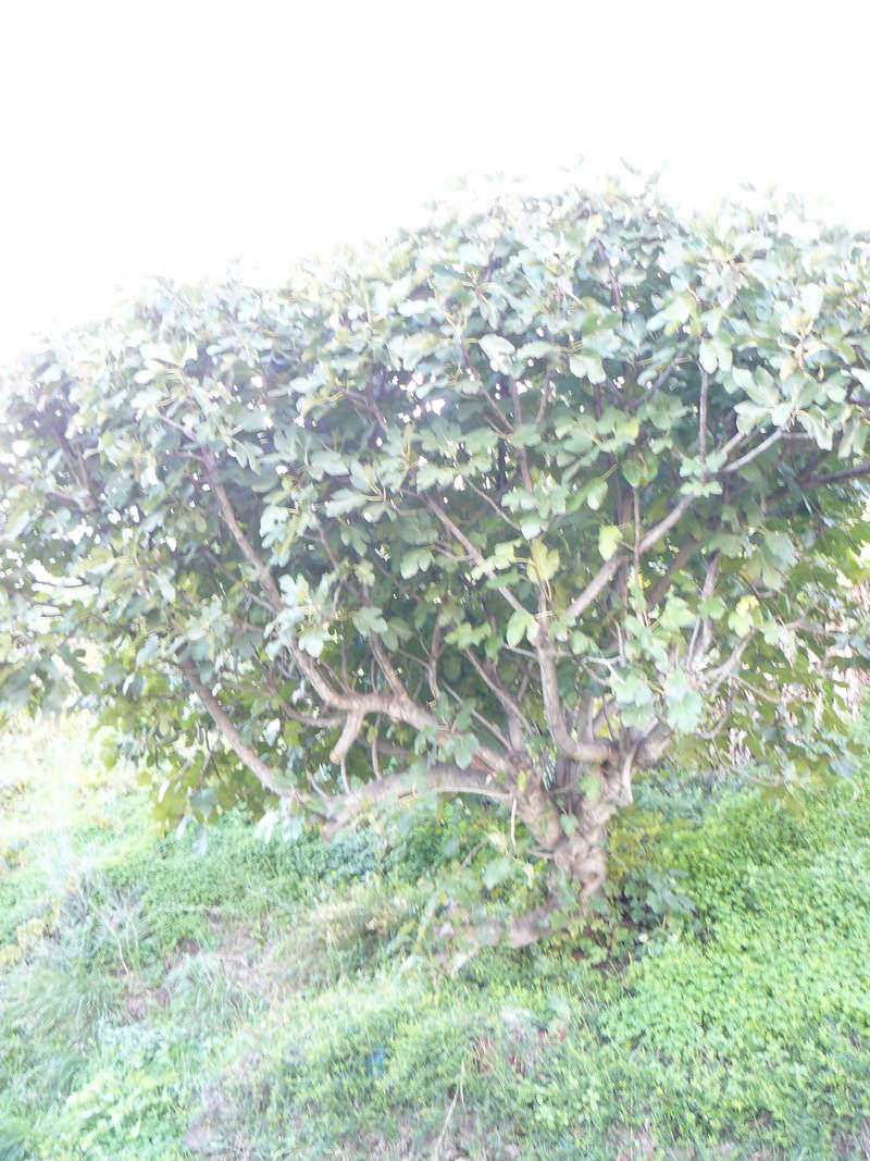 Help On An Organic Farm Near Frigiliana Spain help-on-an-organic-farm-near-frigiliana-spain