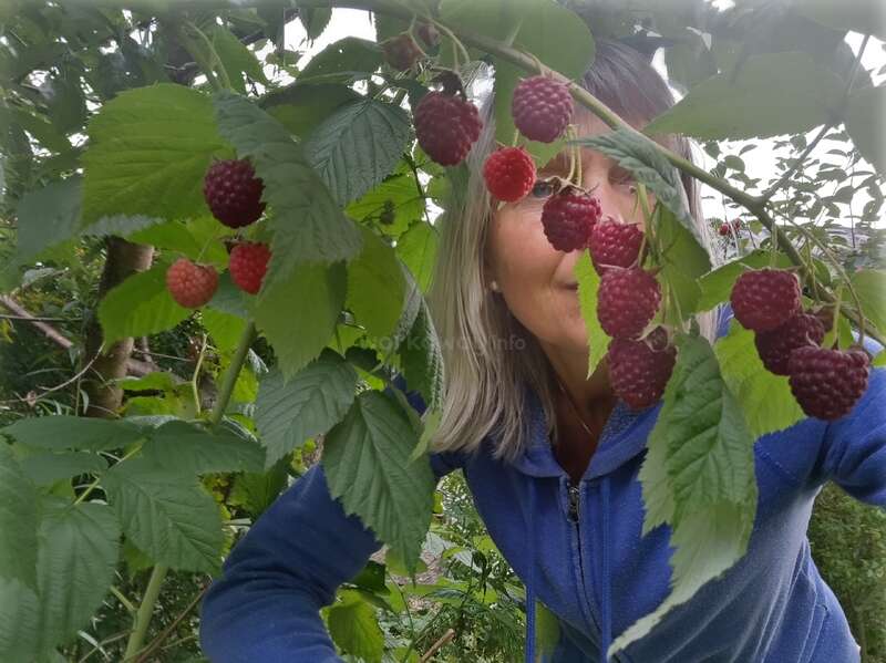 Gardening and other tasks around the house in beautiful southern Sweden