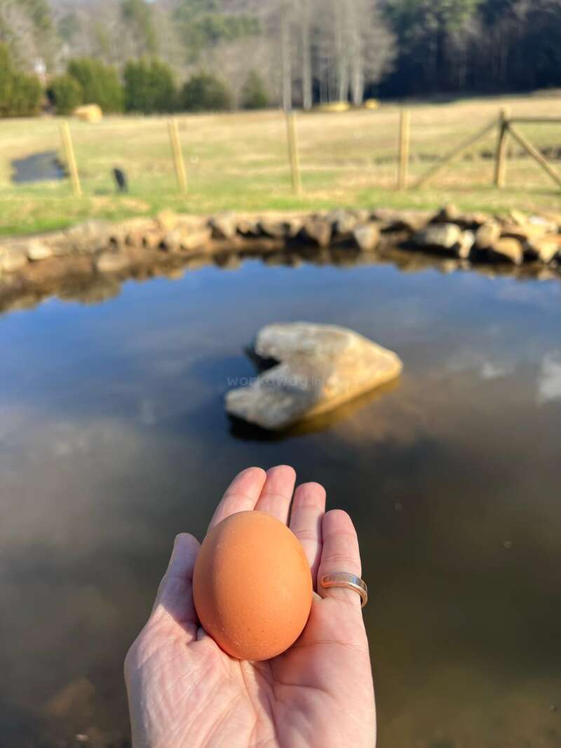 Help on our zero waste farm project in Murphy, USA