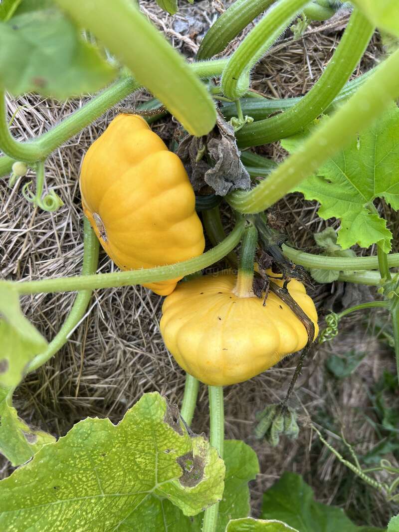 Welcome to the Swedish countryside, Vårgårda, Sweden