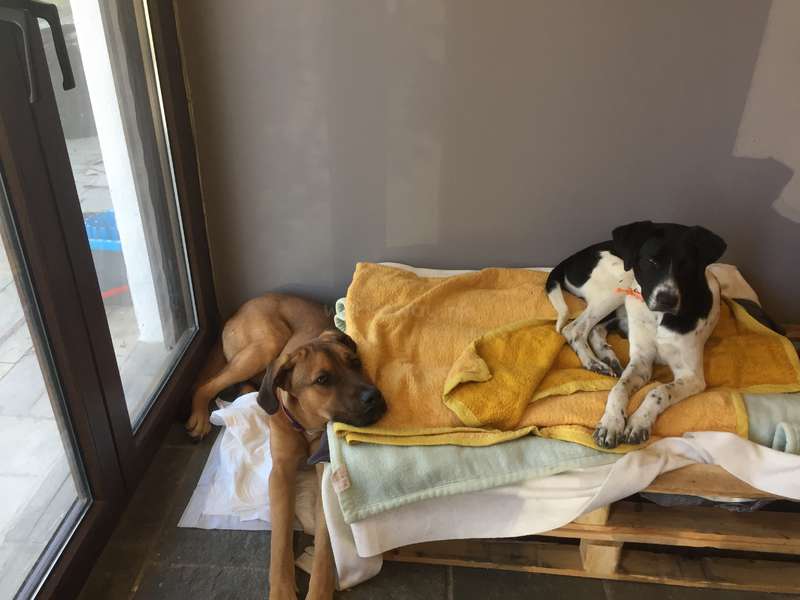 Help welcome with our sanctuary of stray dogs in Thessaloniki, Greece