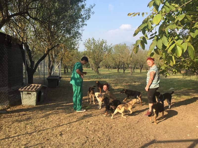 Help welcome with our sanctuary of stray dogs in Thessaloniki, Greece