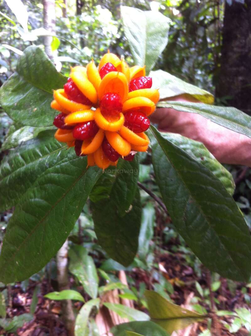 Experience the ancient Daintree Rainforest and help with our projects ...