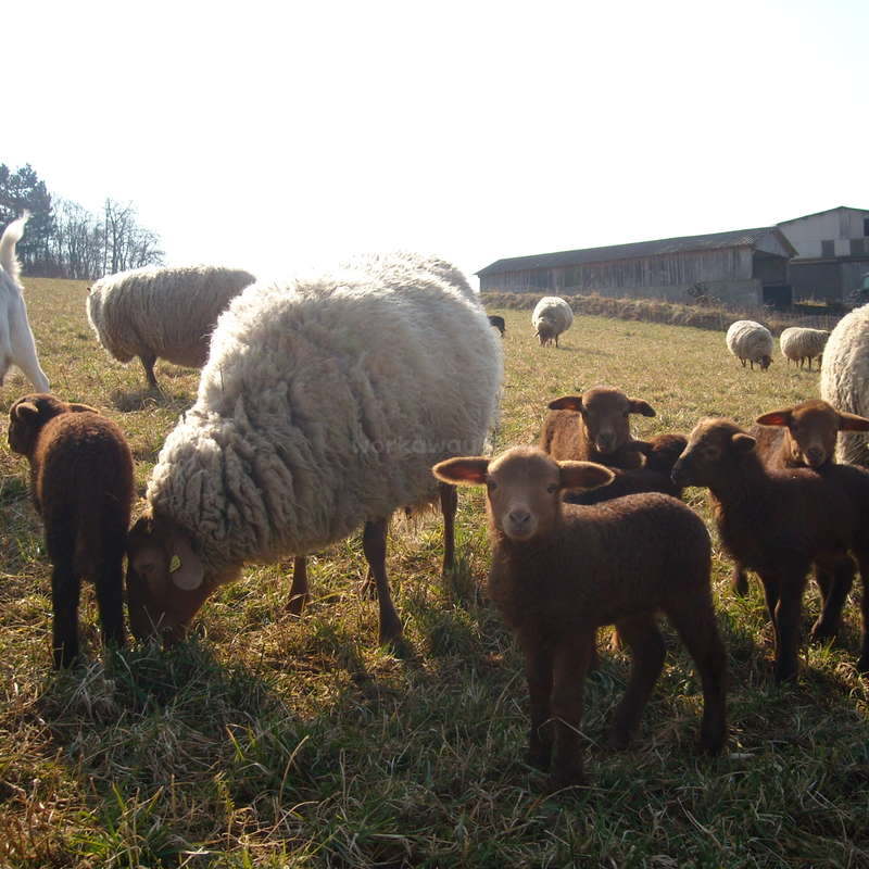 Family looking for some help on small farm in Bavaria, Germany