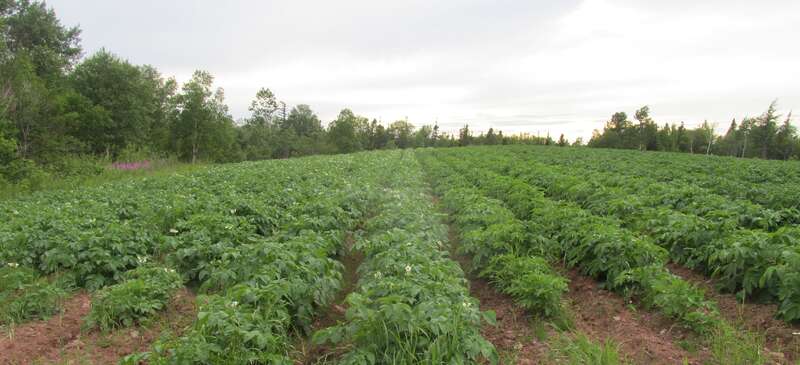 Help on a small family farm in Lethbridge, Newfoundland, Canada