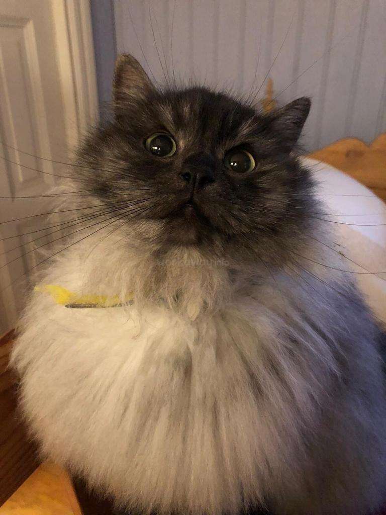 Come and help on a small, ecological hobby farm in a beautiful district ...