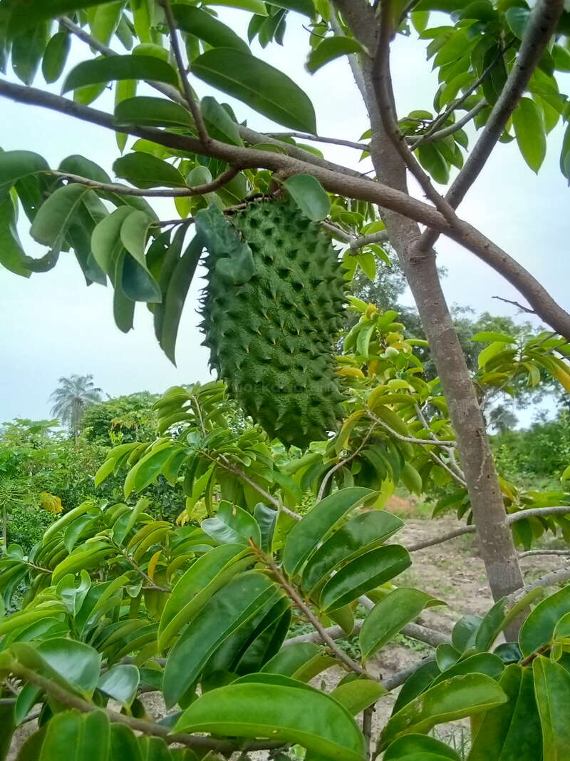 Help me around my fruit farm while getting to know the rich local ...