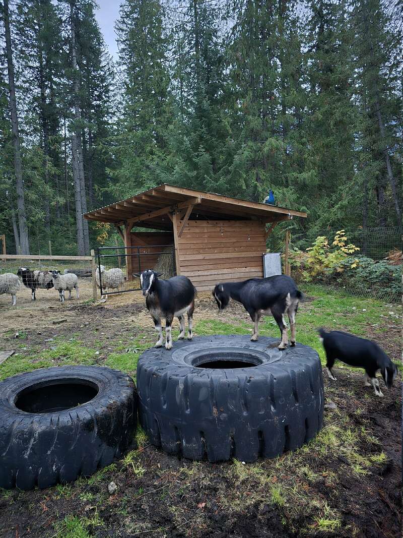 Stay on a hobby farm in the Kootenays, Canada
