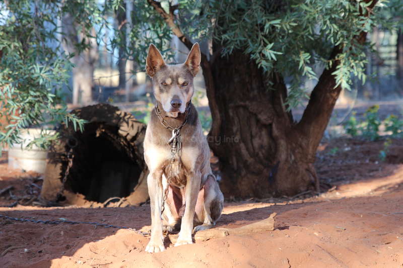 Help us with animals and explore Outback Queensland Mungallala, Australia