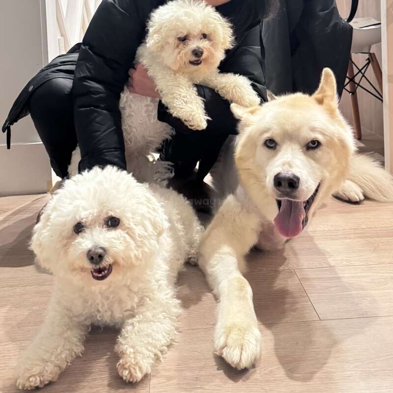 Dog sitting in a cozy home with three friendly dogs in beautiful ...