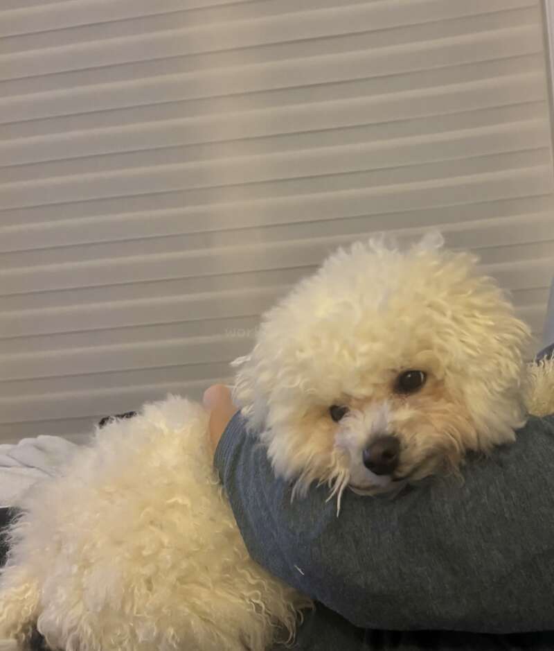 Dog sitting in a cozy home with three friendly dogs in beautiful ...