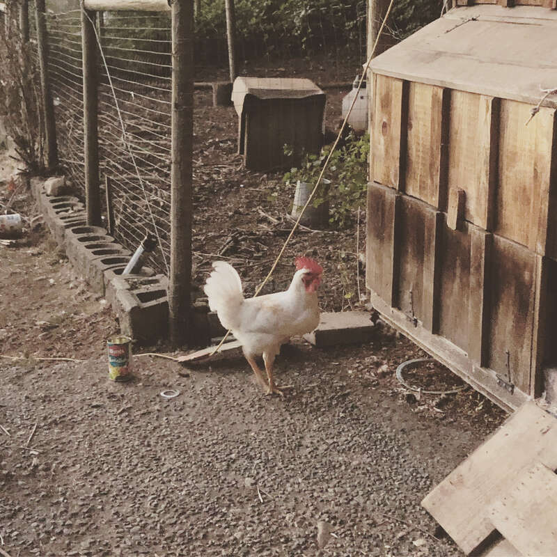 Small hobby farm in the Comox Valley, BC, Canada