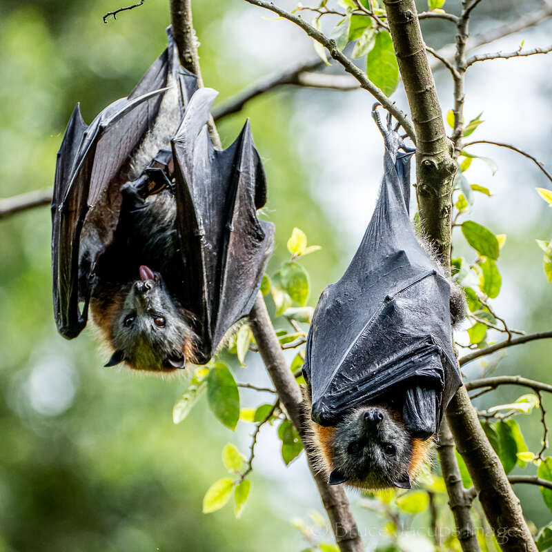 Learn about Bush regeneration, help with tiny house projects and ...