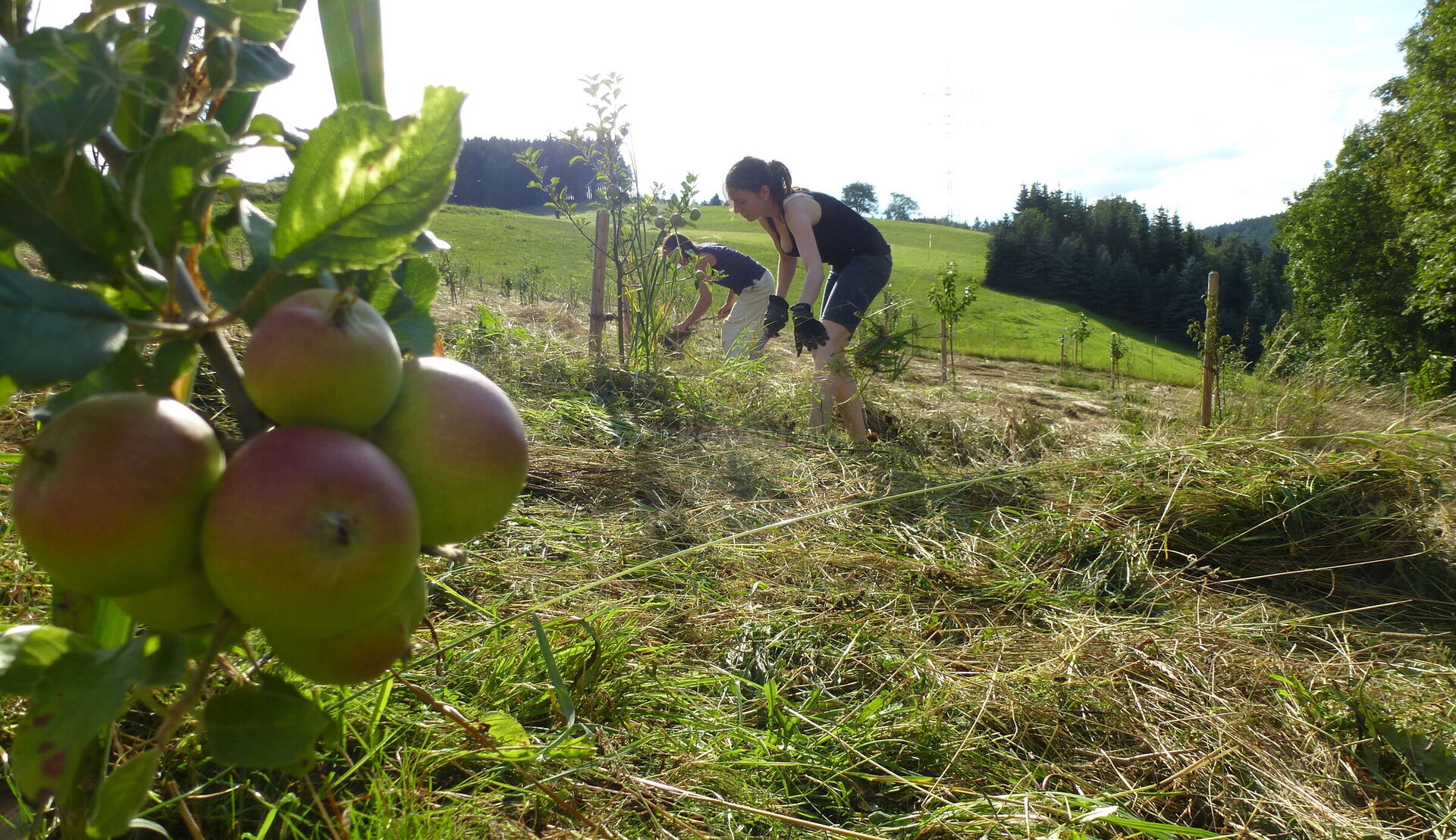 The Best Workaway Experiences for Eco-Warriors
